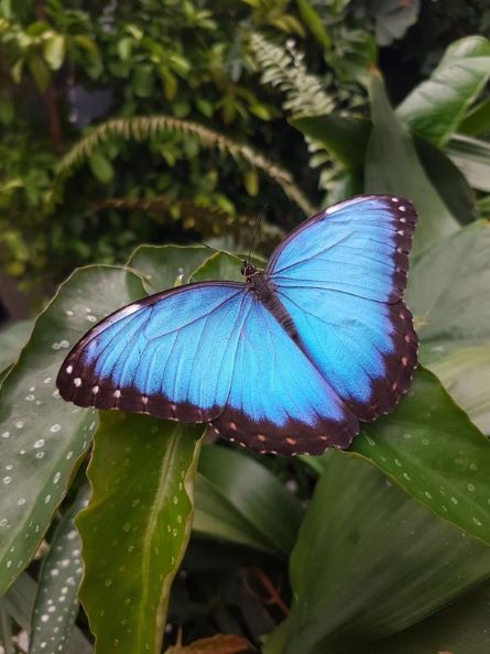 CBC Ottawa Morning talks about the Annual Biology Butterfly Show - Department of Biology
