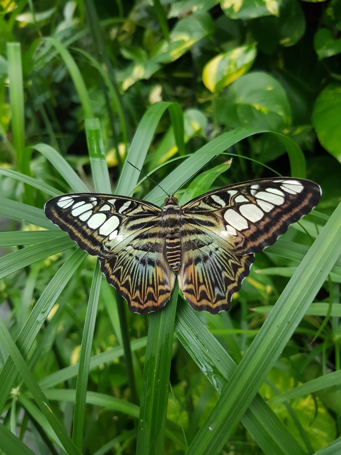 Annual Biology Butterfly Show - Department of Biology