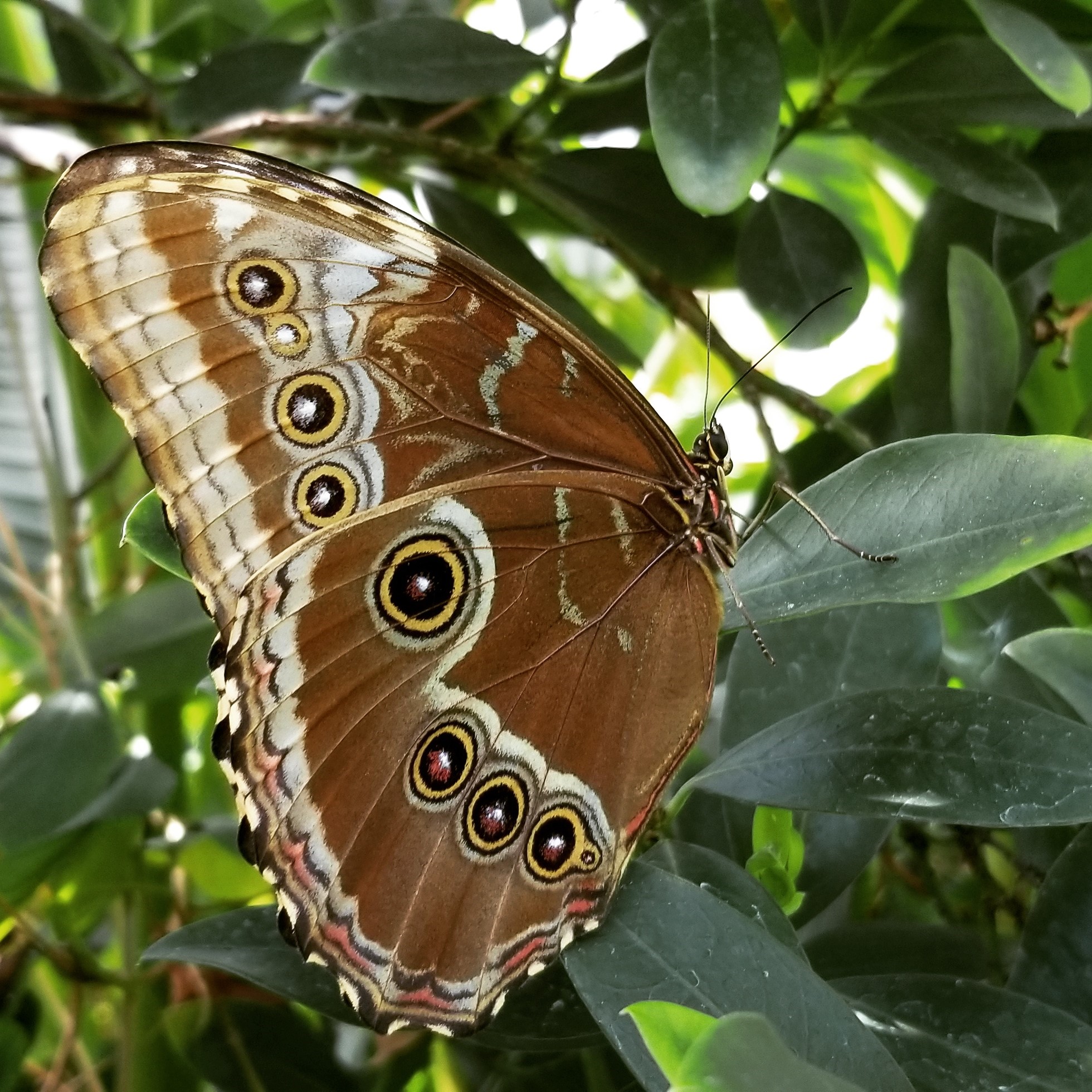 Annual Biology Butterfly Show - Department of Biology
