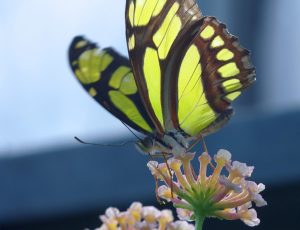 Annual Biology Butterfly Show - Department of Biology