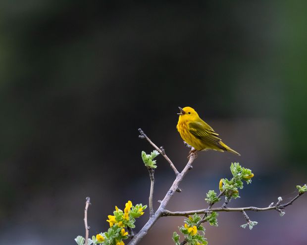 Lenore Farhig's Study Shows That Reducing Traffic Means More Birds and ...