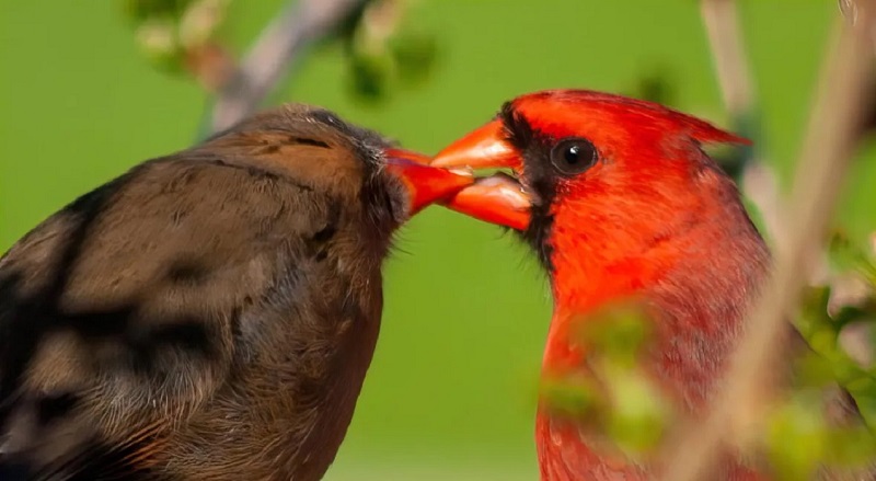 Mike Runtz on Noisy, Showy Cardinals Reproducing More Thanks to Your ...