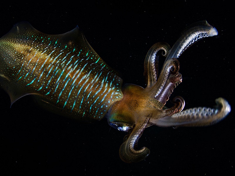 Jumbo Squid and Zombie Genes - Department of Biology