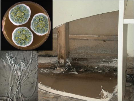 Indoor moulds and health