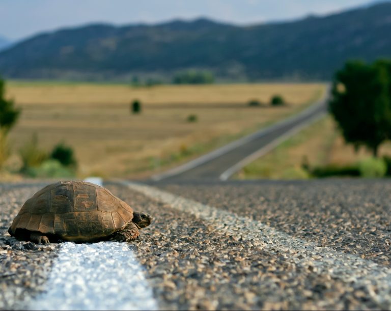 Road ecology: balancing human needs with ecology - Fahrig Lab