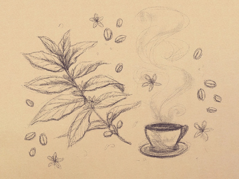 Social Entrepreneurship and Specialty Coffee in the Northern ...
