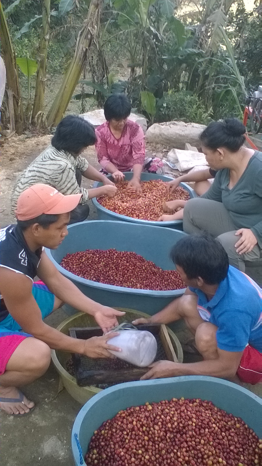 Social Entrepreneurship and Specialty Coffee in the Northern ...