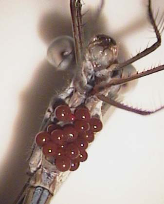 Parasite-mediated selection - Mark Forbes