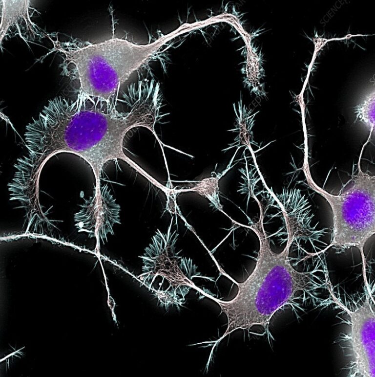 Research in the Neuroscience Department - Neuroscience
