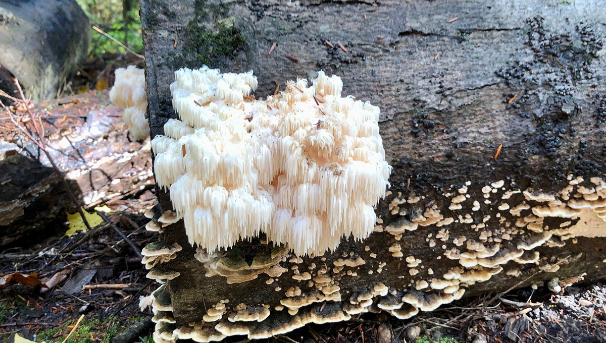 Carleton Researcher Explores the Role of Fungi in Many Realms