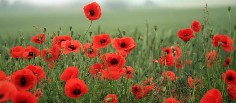 The Poppy Campaign - Remembrance Day